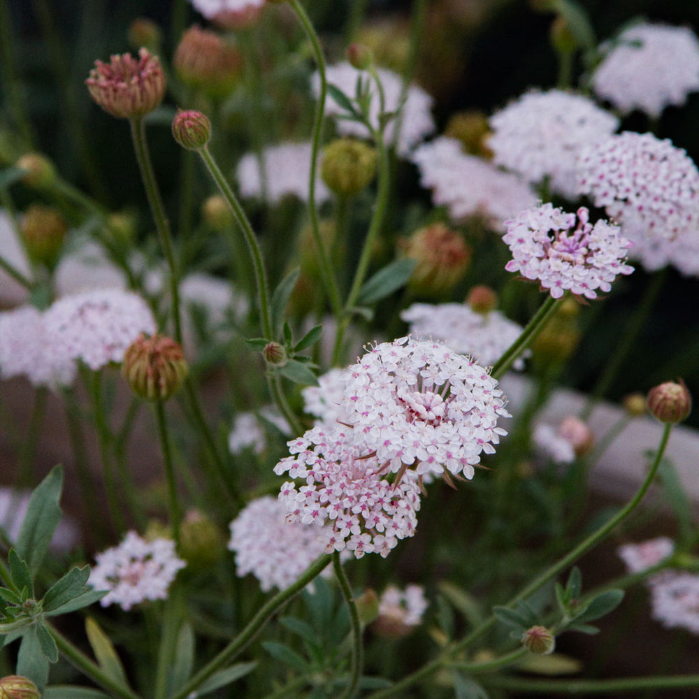 Didiscus - Pink Lace - Seeds NZ