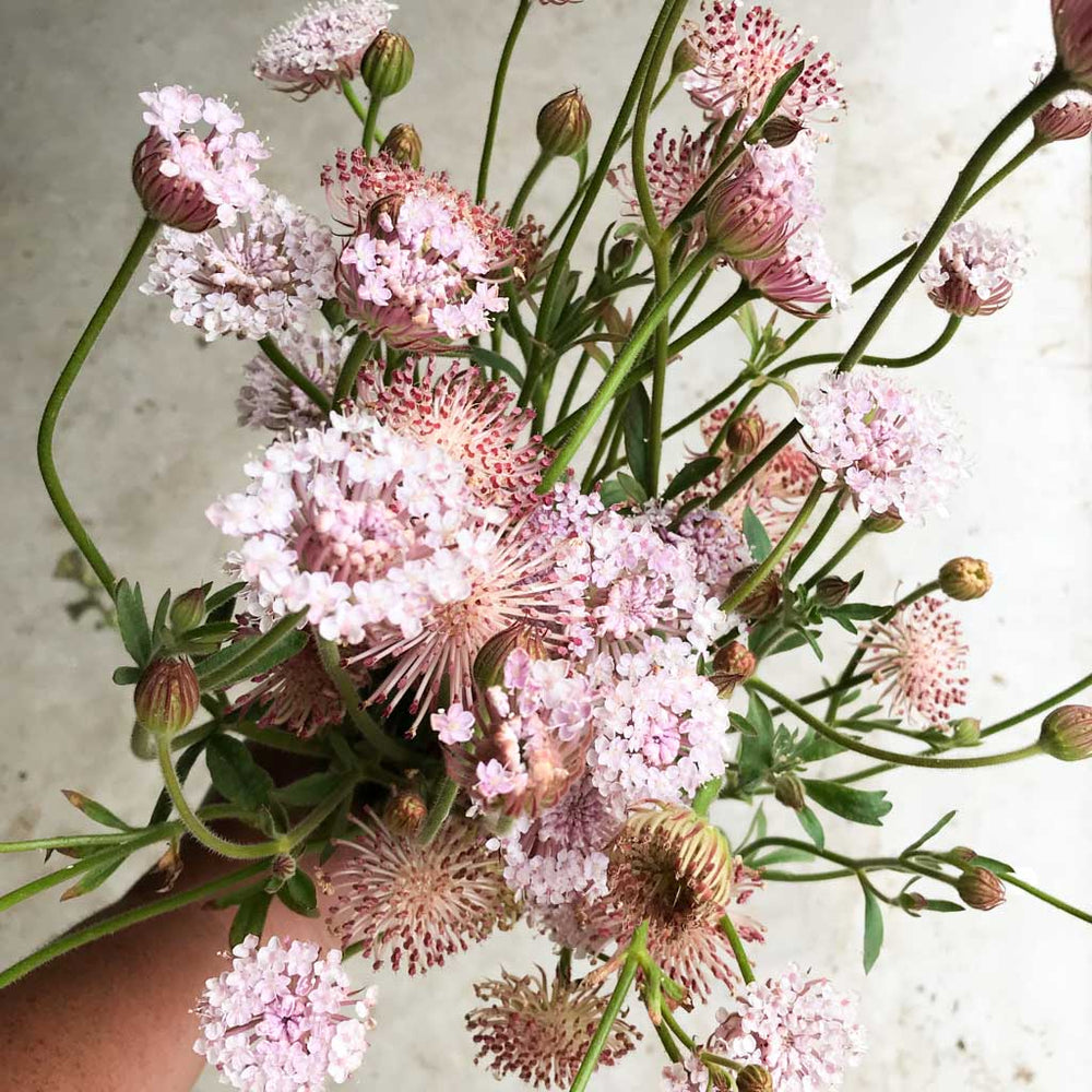 Didiscus - Pink Lace - Seeds NZ