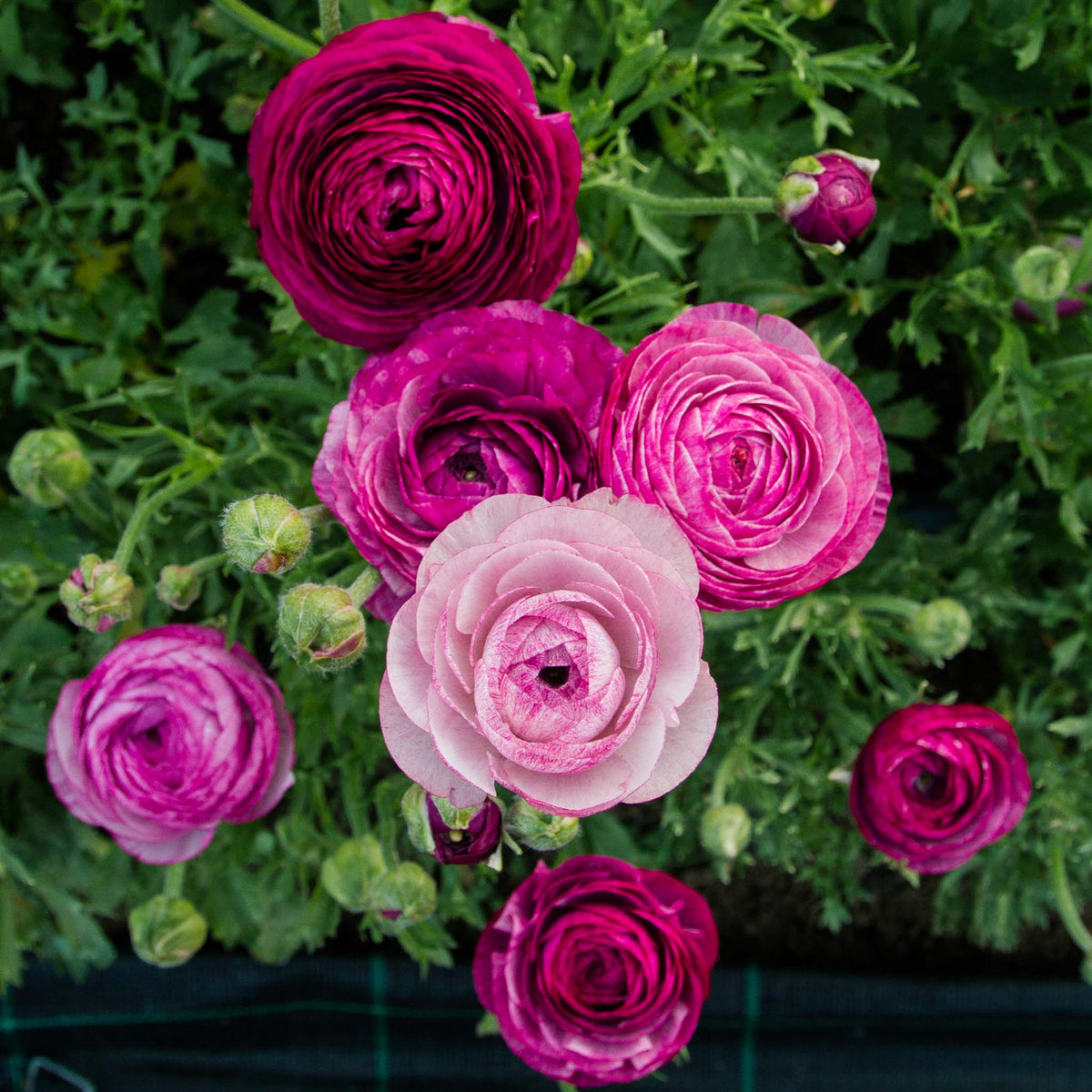 RANUNC - Purple Jean - PLANTS