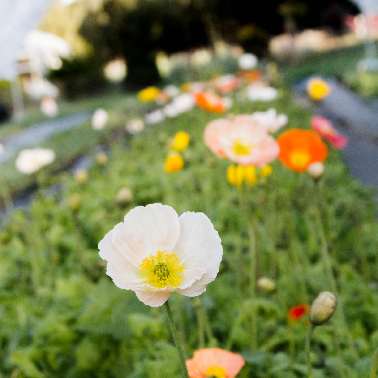 Iceland Poppy - Springsong - Seeds NZ