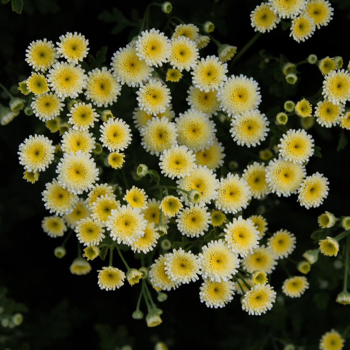 MATRICARIA - Magic Lime - PLANTS