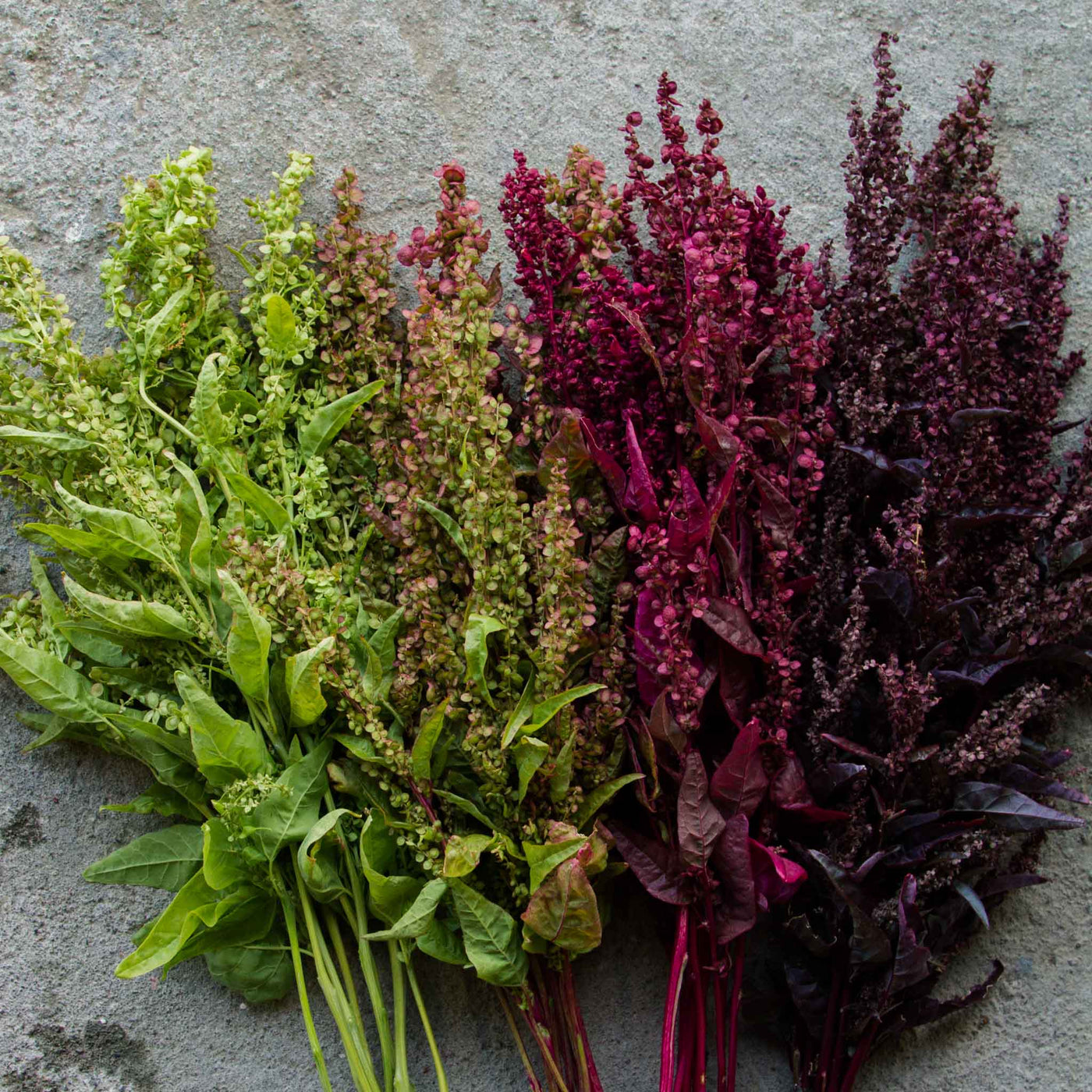 Orach - Ruby Gold