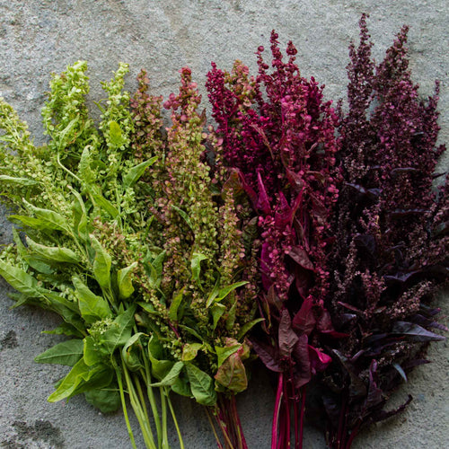 Orach - Ruby Gold
