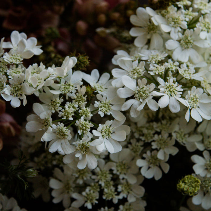 Orlaya - White Lace - Seeds NZ