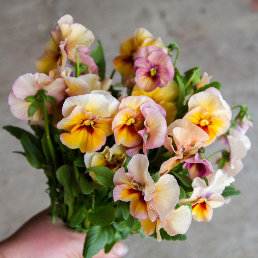 Pansy - Nature Antique Shades - Seeds NZ