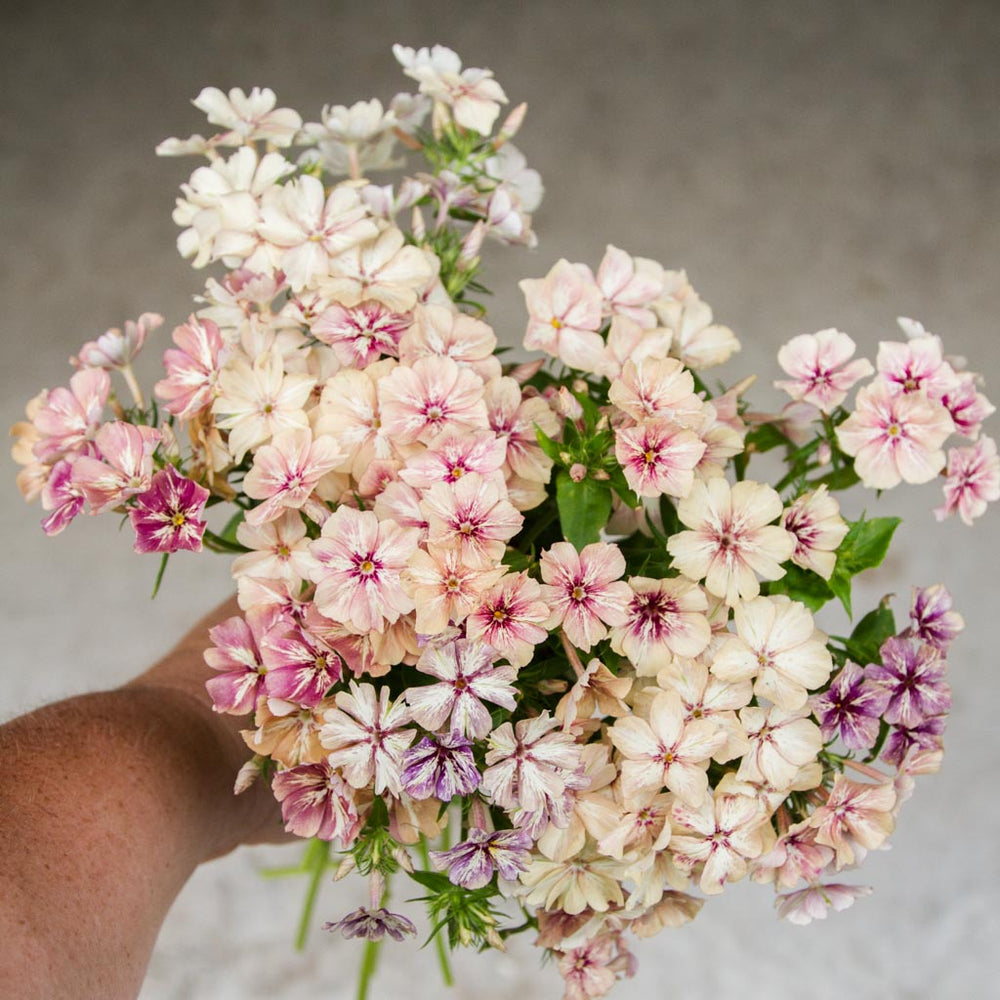 Phlox - Creme Brulee - Seeds NZ