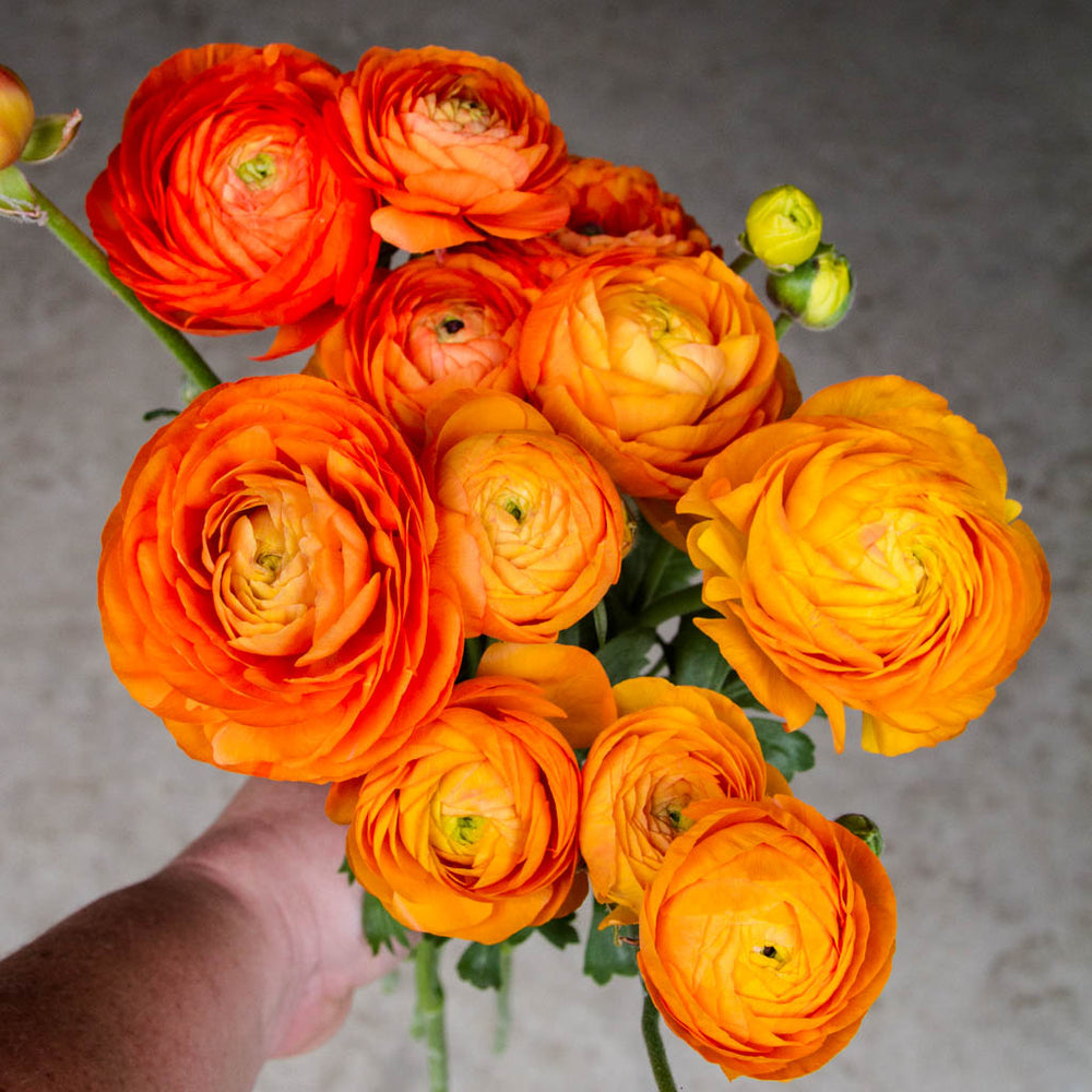 RANUNC - Clementine - PLANTS