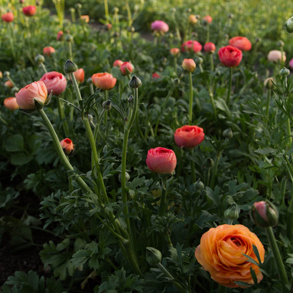 RANUNC - Friandine Salmon - PLANTS
