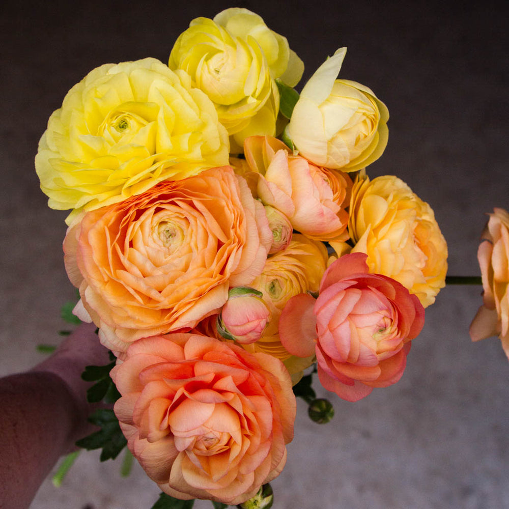 Specialty Ranunculus Plants - NZ