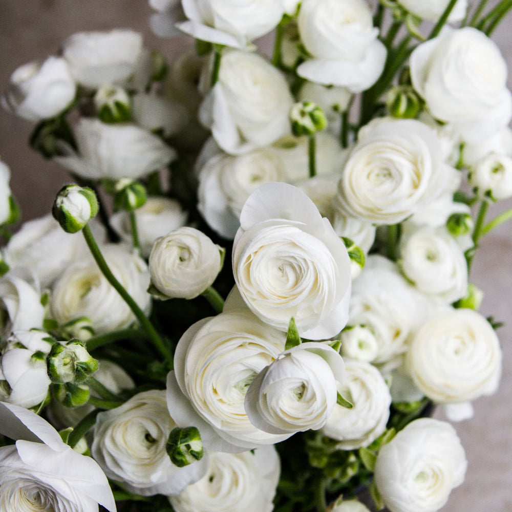 Specialty Ranunculus Plants - NZ