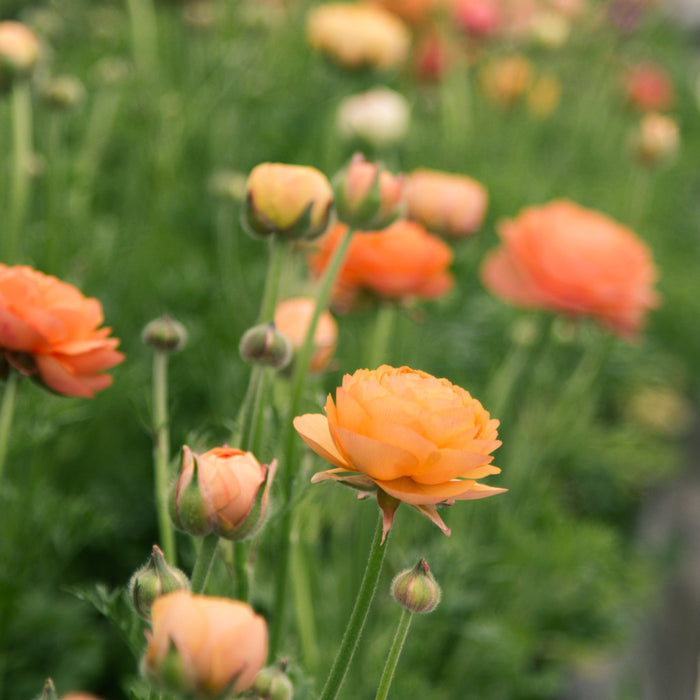 RANUNC - La Belle Champagne - PLANTS