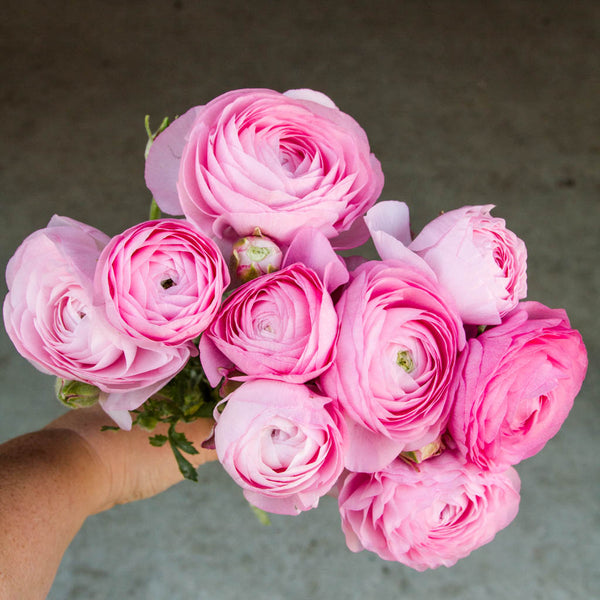 Specialty Ranunculus Plants - NZ