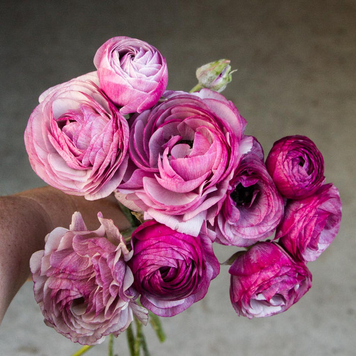 Specialty Ranunculus Plants - NZ