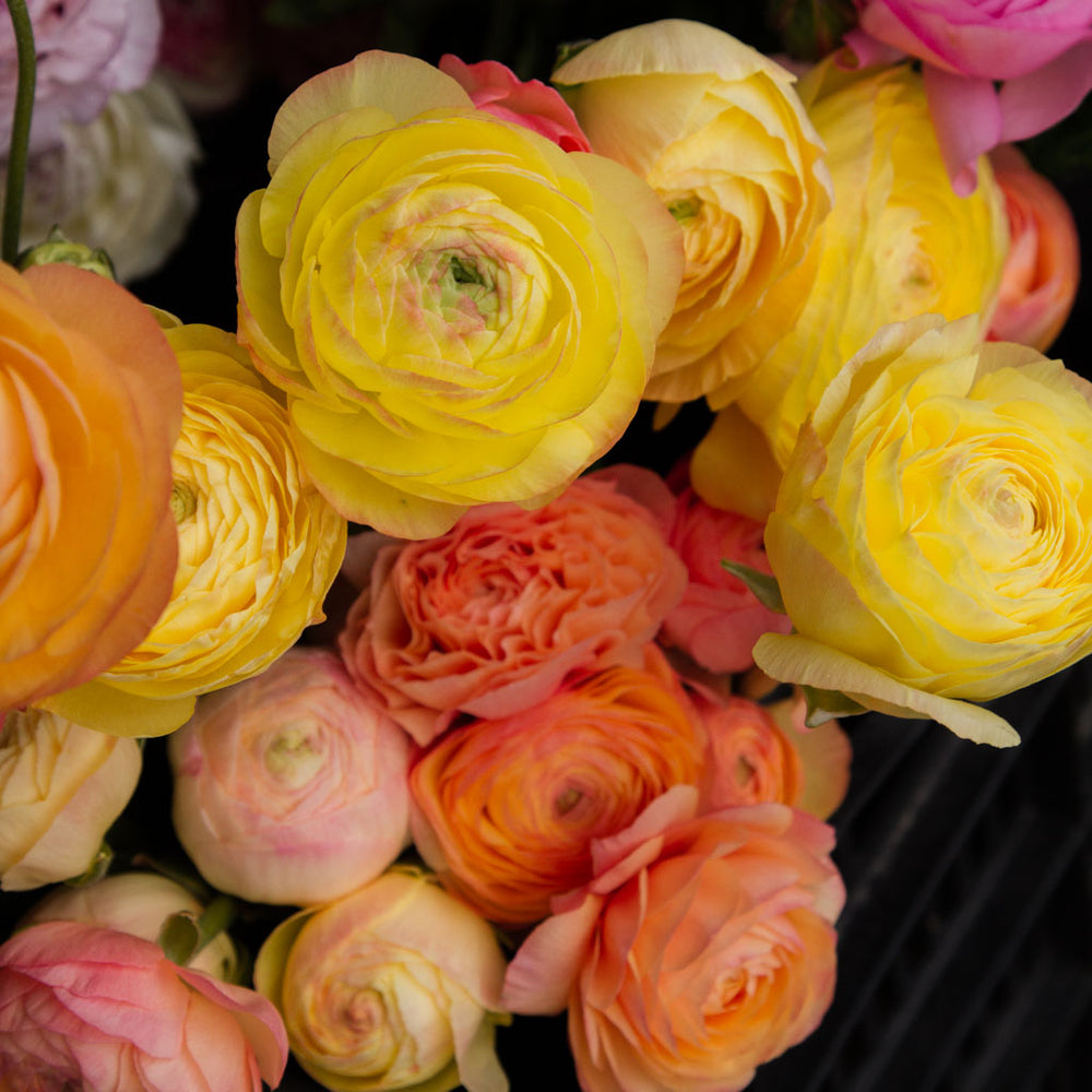 Specialty Ranunculus Plants - NZ