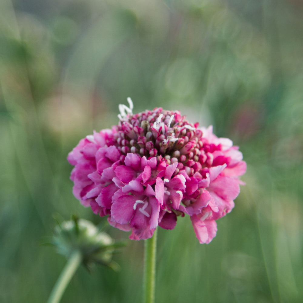 Scabiosa - Salmon Rose
