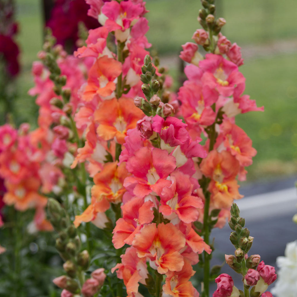 Snapdragon - Chantilly Bronze - Seeds NZ