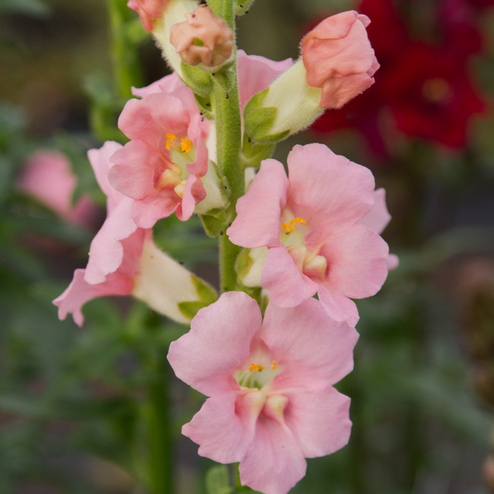 Snapdragon - Chantilly Light Pink - Seeds NZ