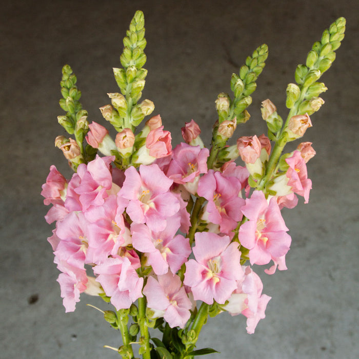 Snapdragon - Chantilly Light Pink