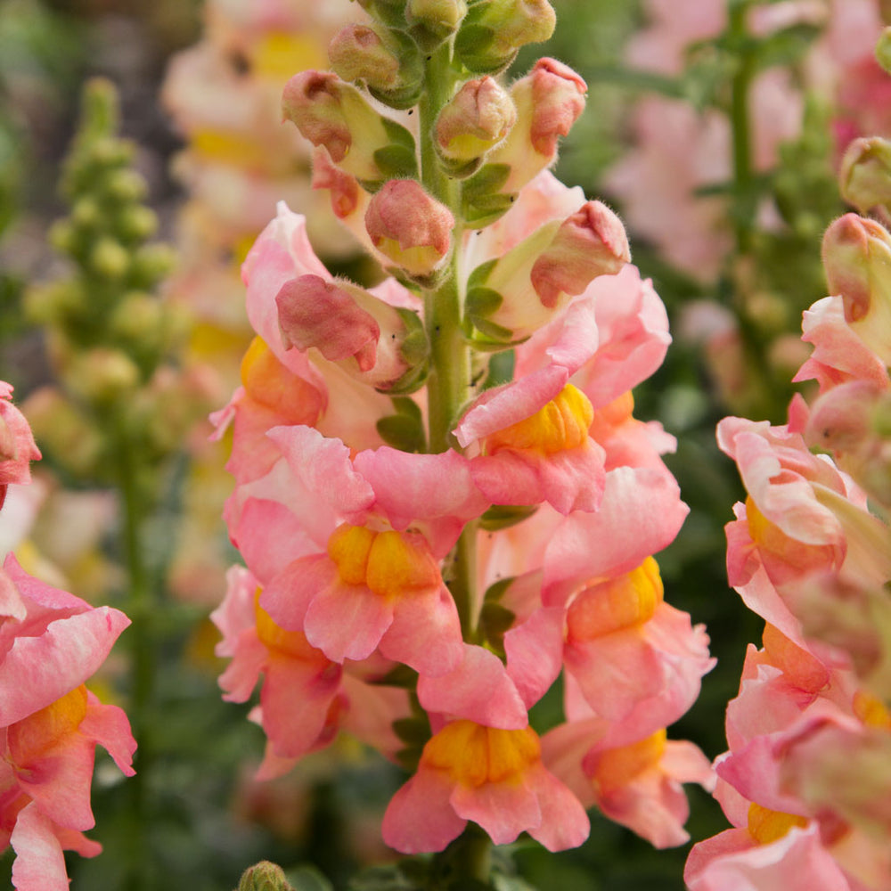 Snapdragon - Costa Apricot - Seeds NZ