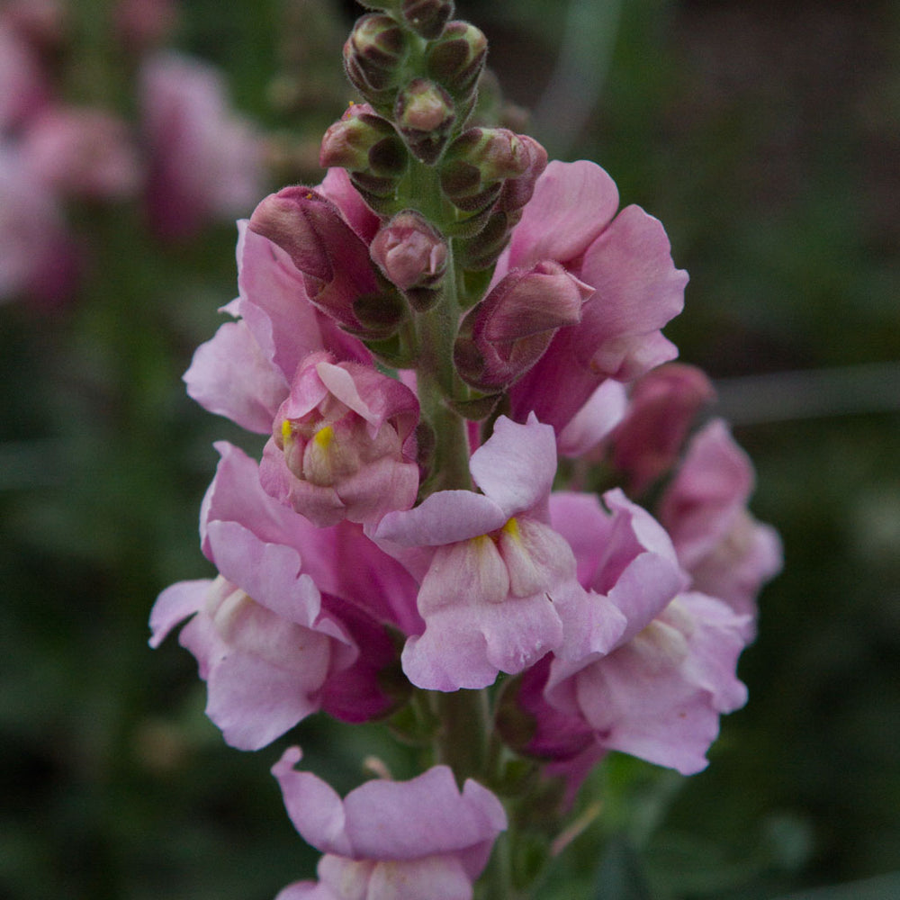 Snapdragon - Costa Summer Lavender - Seeds NZ