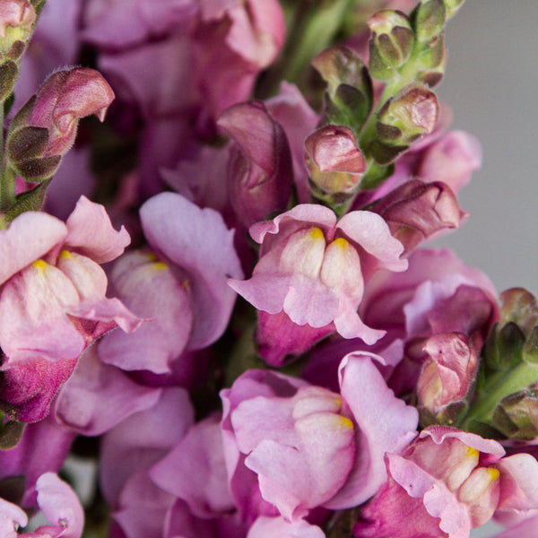 Snapdragon - Costa Summer Lavender - Seeds NZ