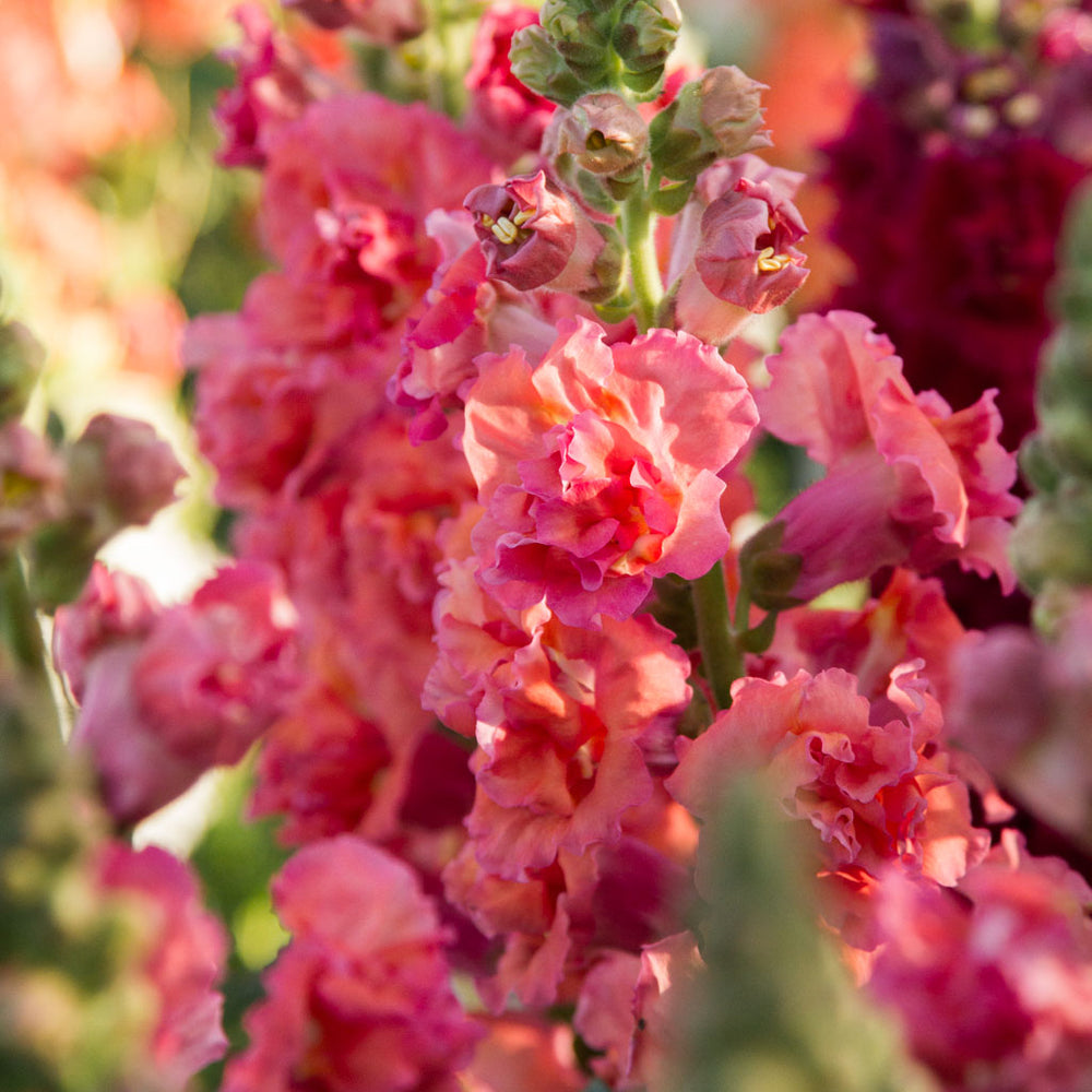 Snapdragon - Madame Butterfly Bronze - Seeds NZ