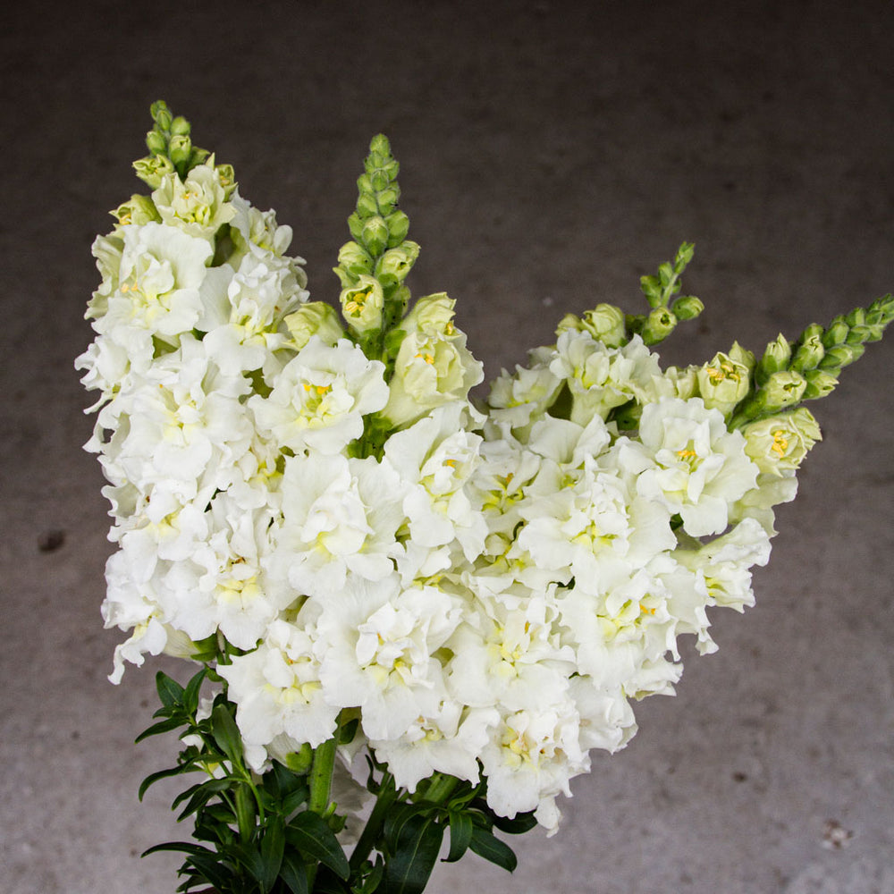 Snapdragon - Madame Butterfly Ivory - Seeds NZ