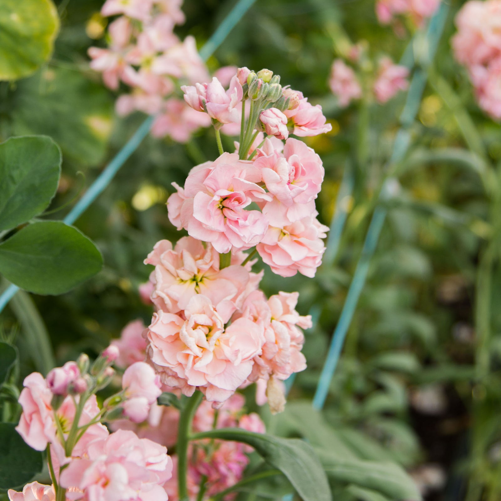 Stock Seeds NZ · Matthiola incana