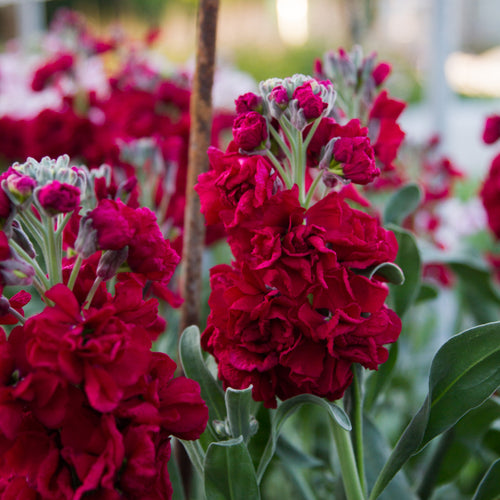 Stock Seeds NZ · Matthiola incana