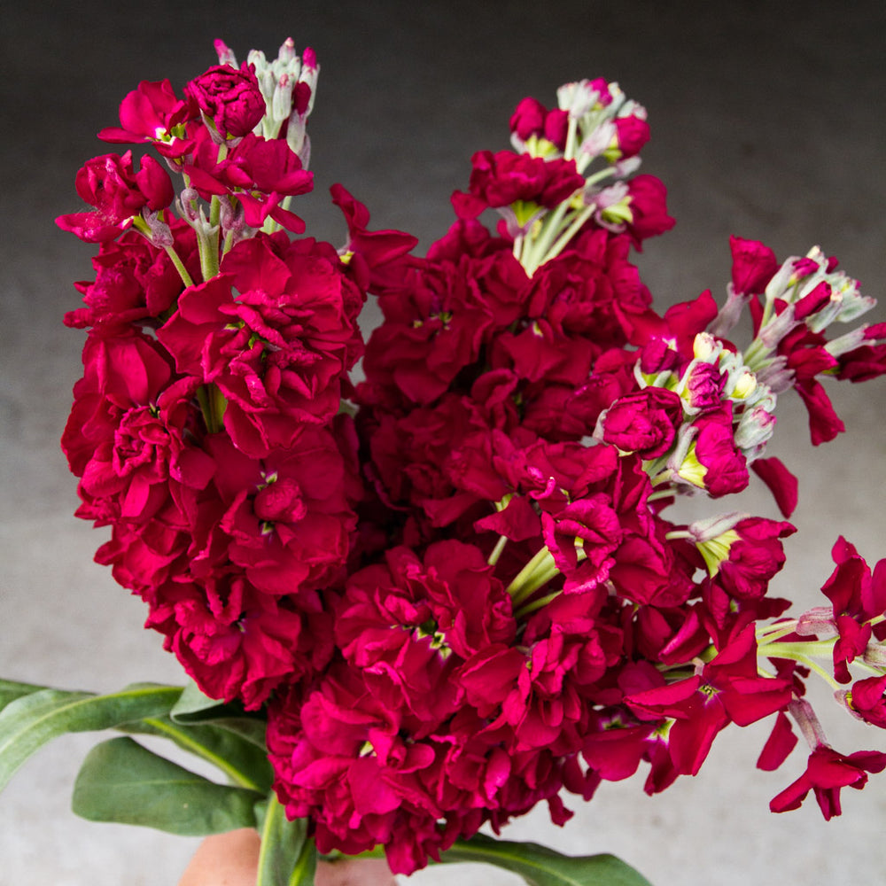 Stock Seeds NZ · Matthiola incana