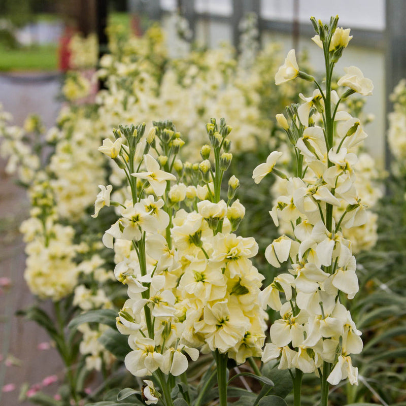 Stock Seeds NZ · Matthiola incana