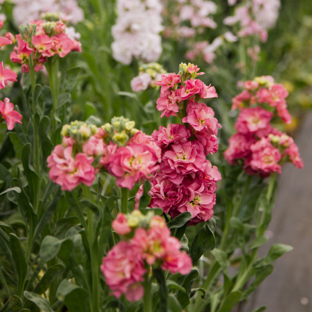 Stock Seeds NZ · Matthiola incana