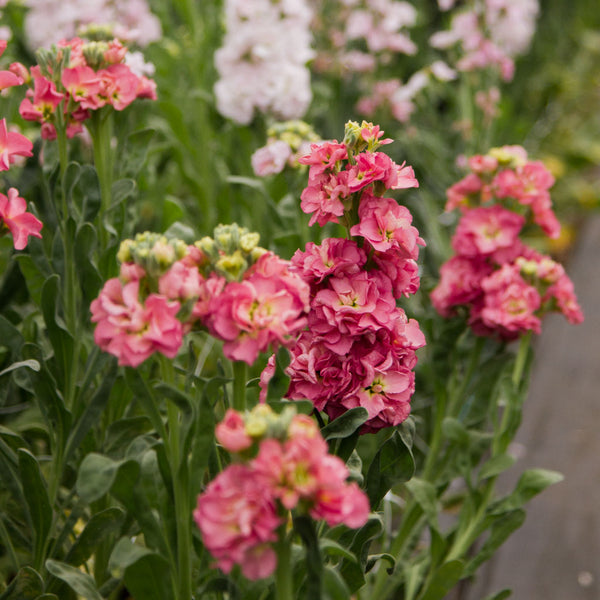 Stock Seeds NZ · Matthiola incana