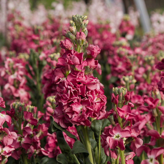 Stock Seeds NZ · Matthiola incana