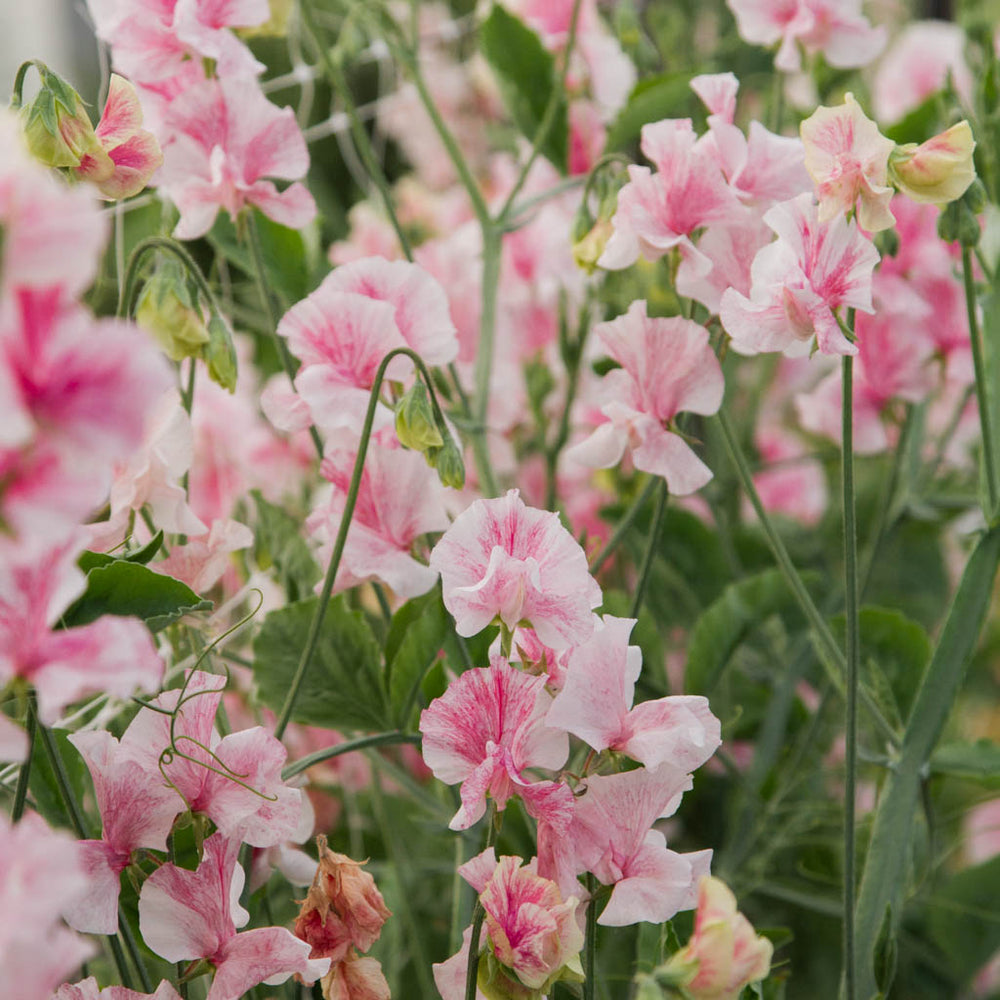 Sweet Pea - Raspberry Flake · Seeds NZ