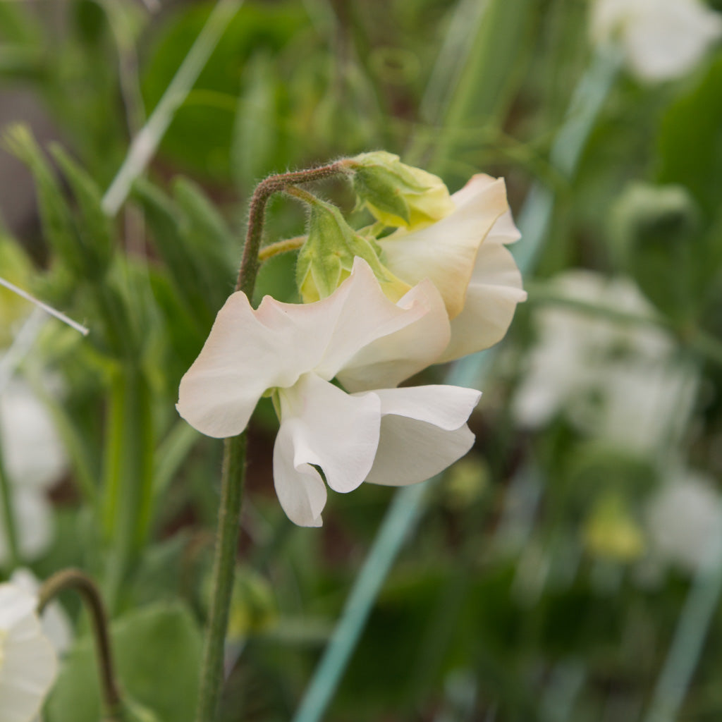 Sweet Peas