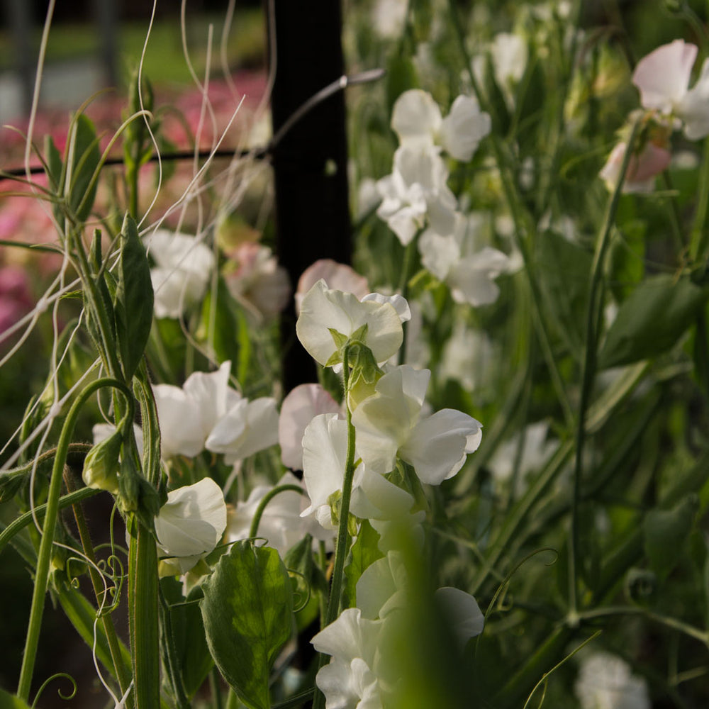 Sweet Peas