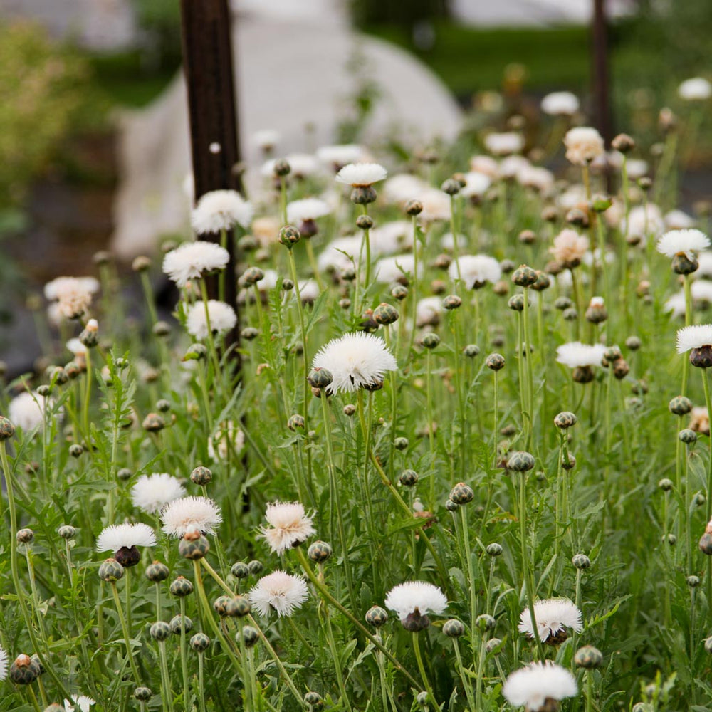 Sweet Sultan - The Bride - Seeds NZ