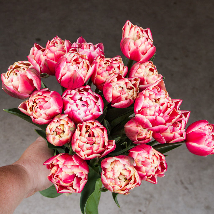 Tulip Bulbs
