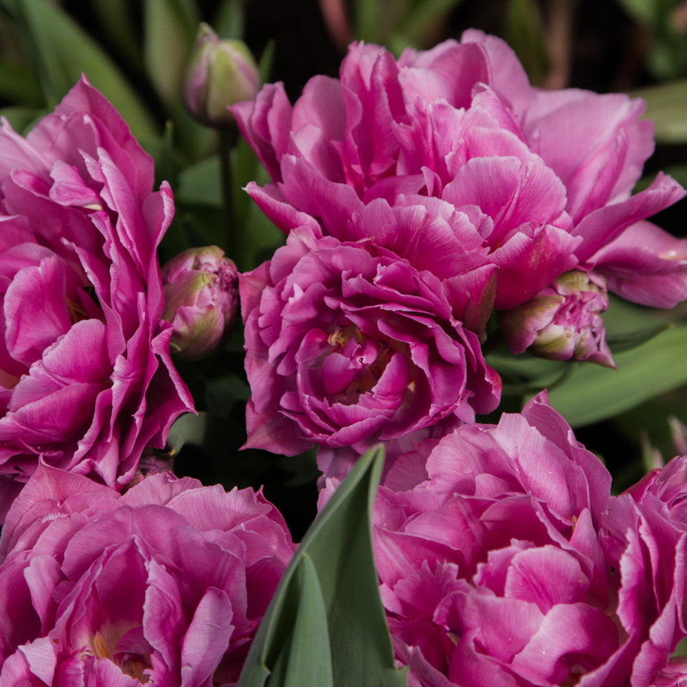 NZ Tulip Bulbs - Double Price