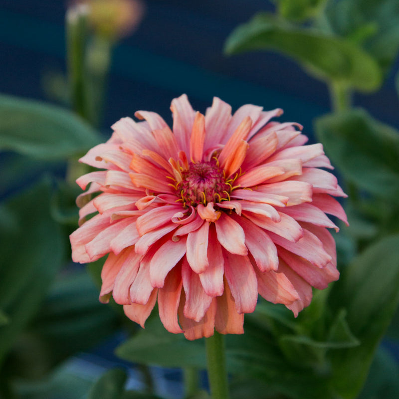 Zinnia - Senora - Seeds NZ