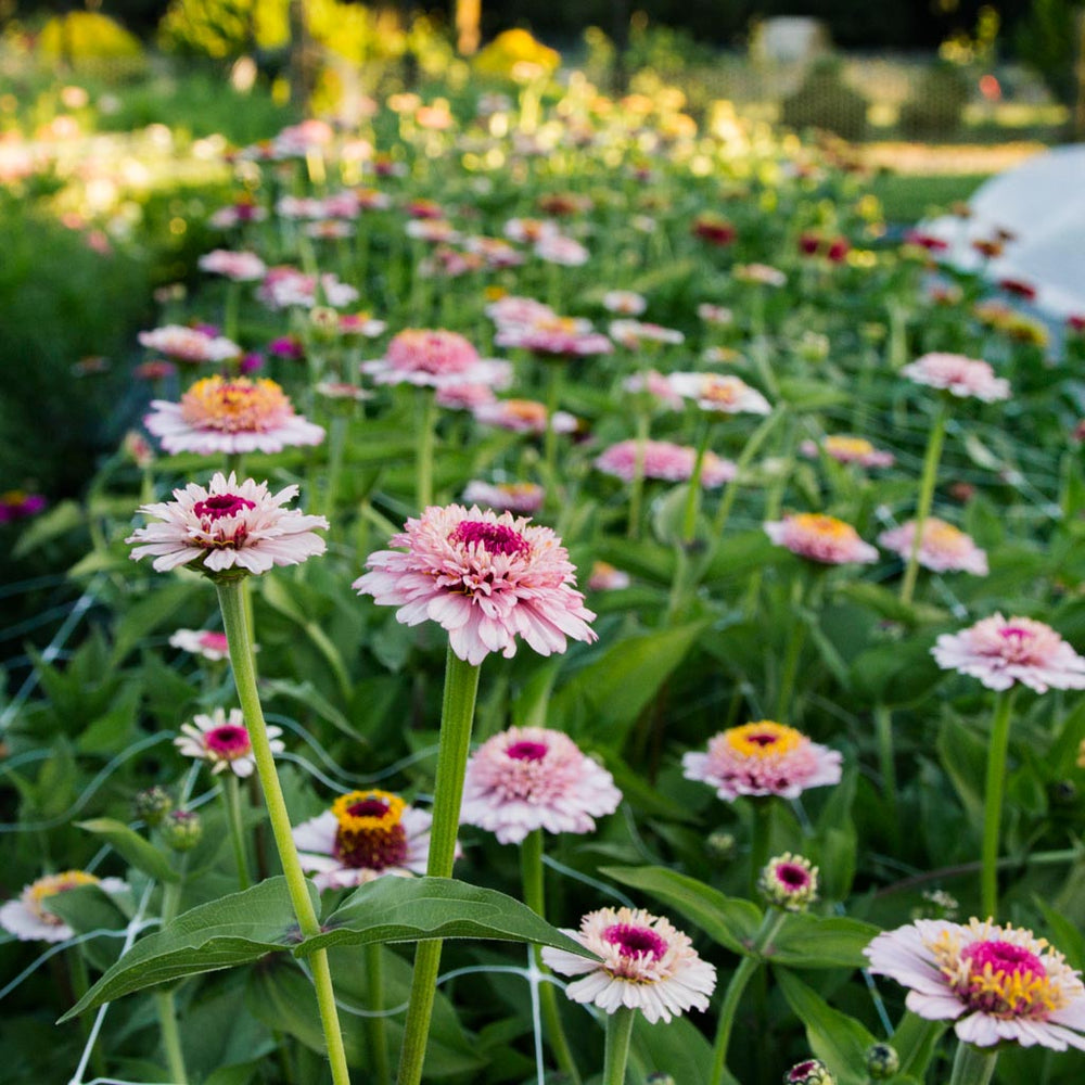 Zinnia - Zinderella Lilac - Seeds NZ
