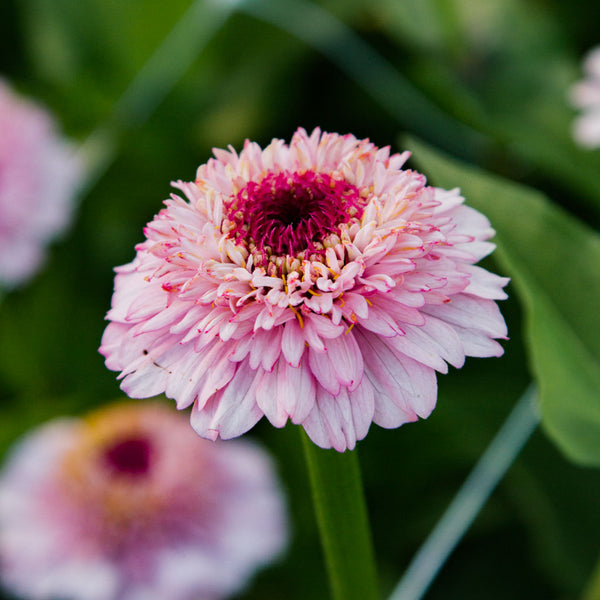 Zinnia - Zinderella Lilac - Seeds NZ